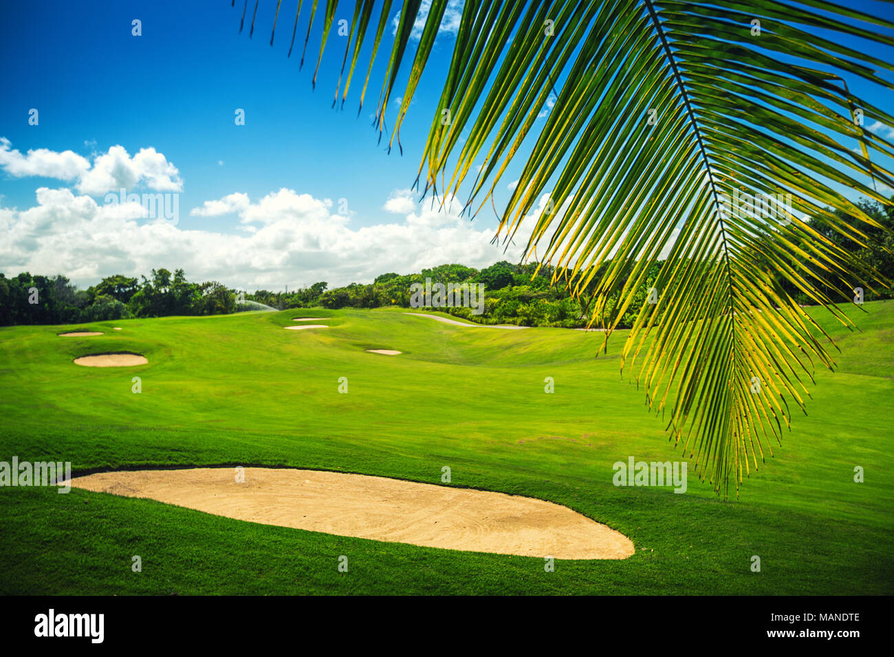 Golf course. Beautiful landscape of a golf court with palm trees in ...
