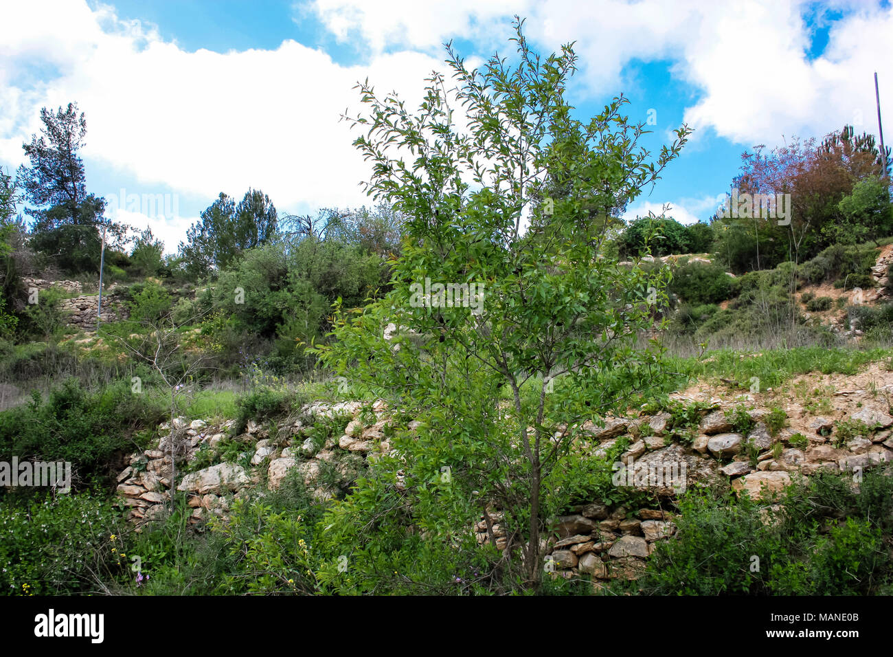 Nature and landscape around Jerusalem in Israel Landscape and nature at ...