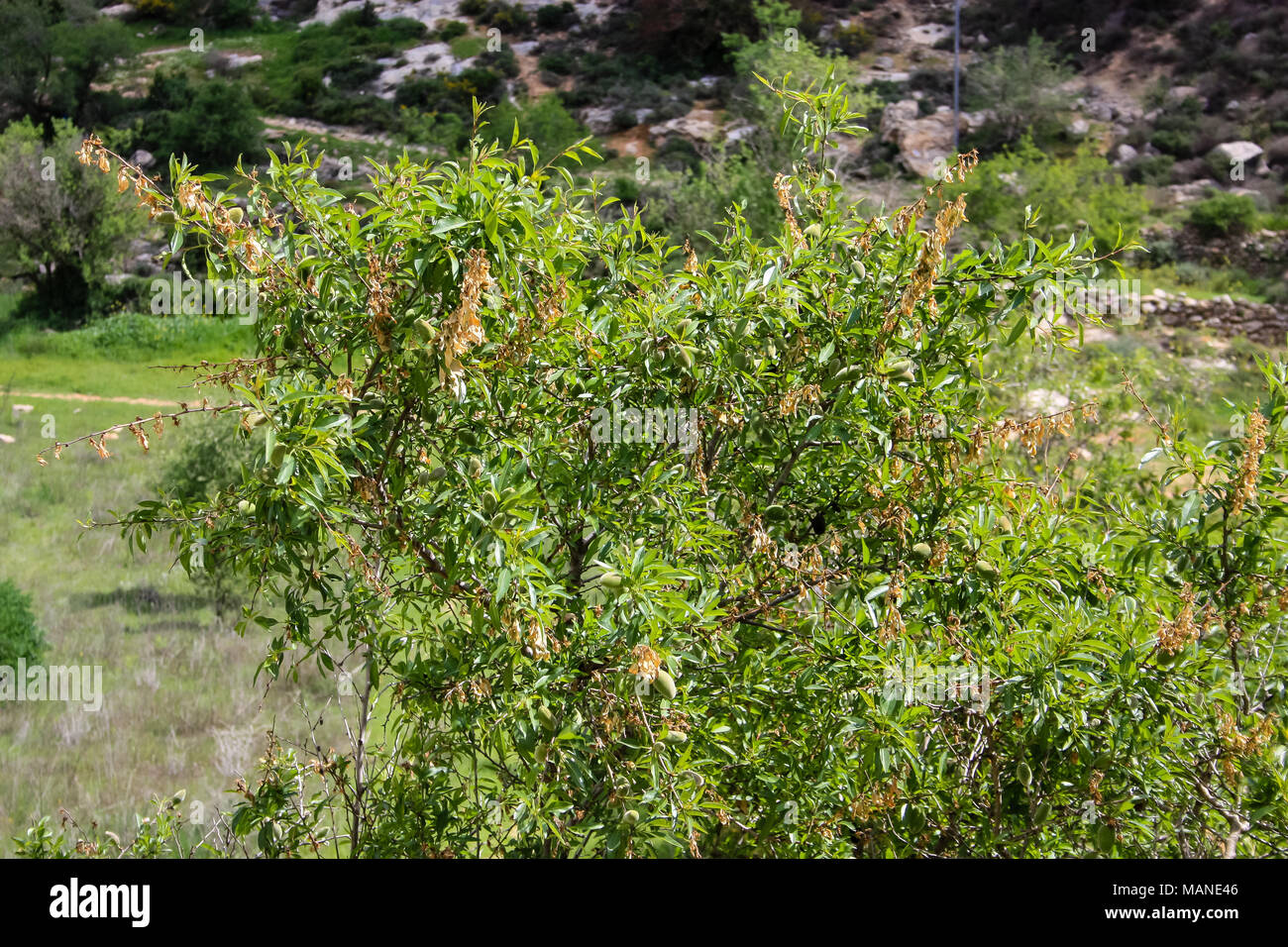 Nature and landscape around Jerusalem in Israel Landscape and nature at ...