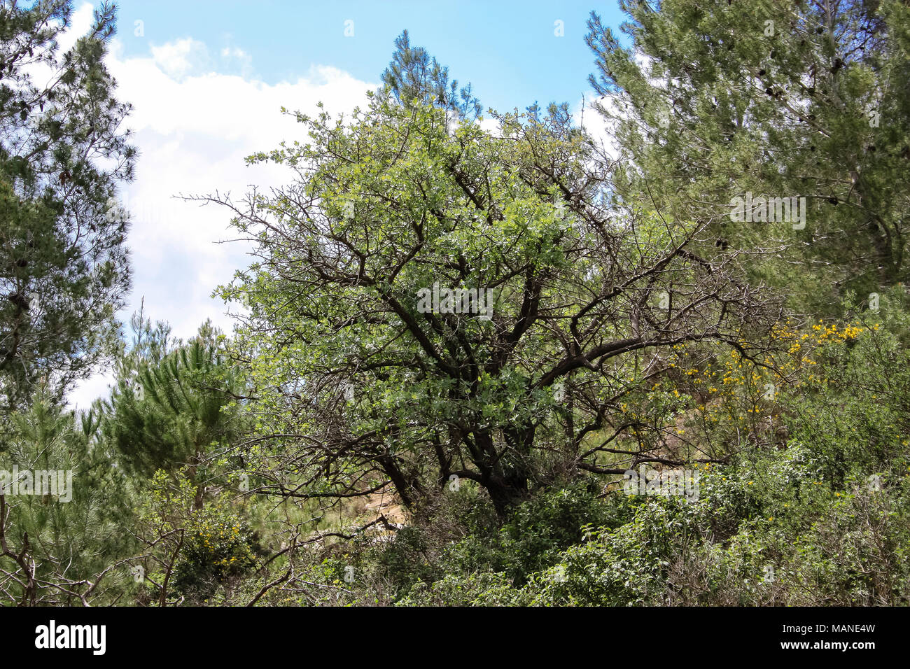 Nature and landscape around Jerusalem in Israel Landscape and nature at ...