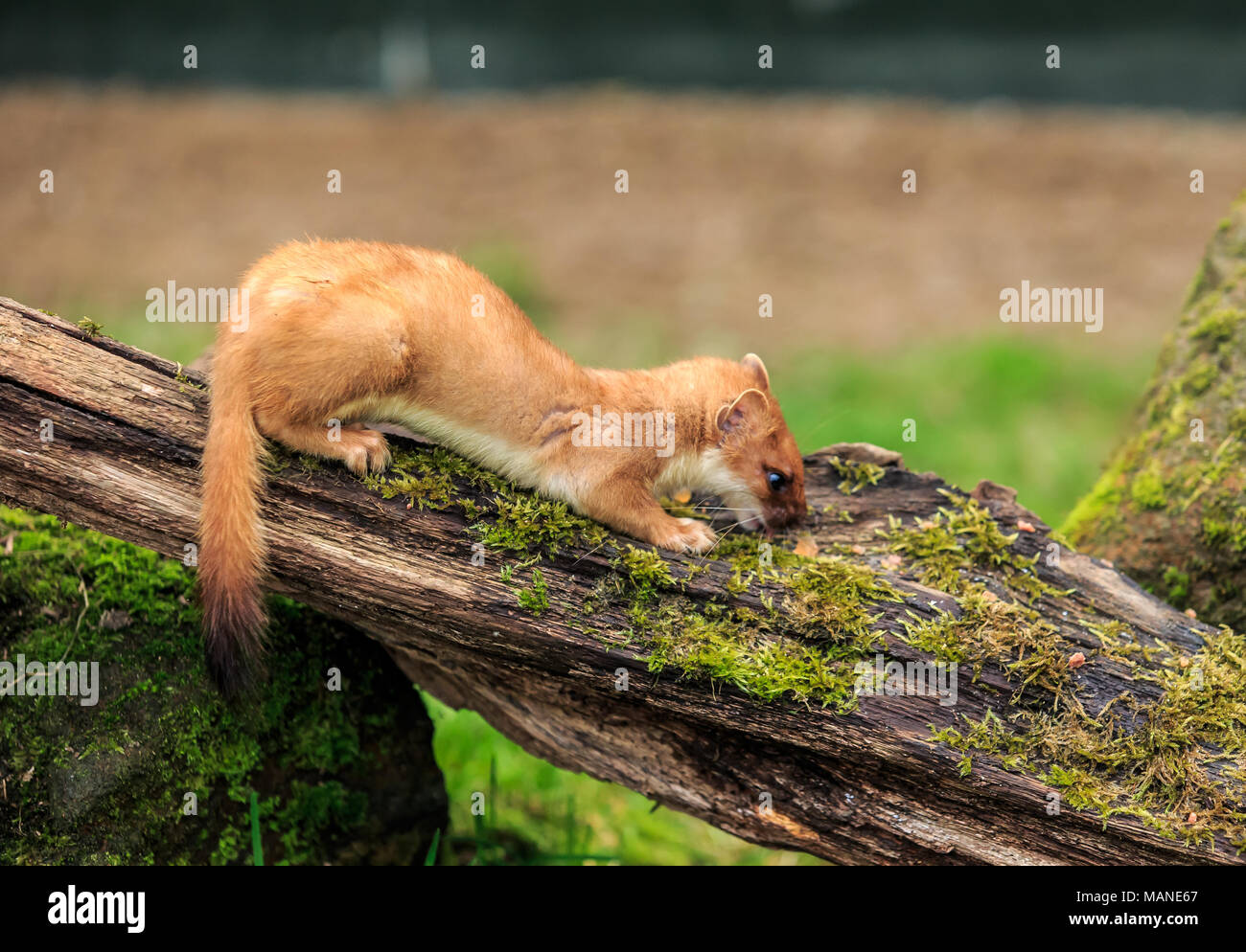 The stoat, also known as the short-tailed weasel or simply the weasel ...