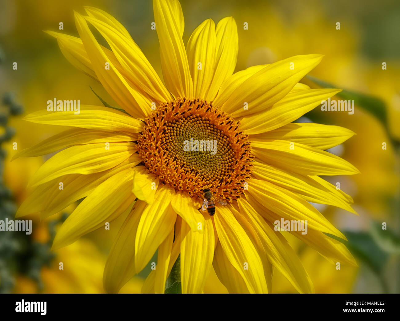 Heads turned to right hi-res stock photography and images - Alamy