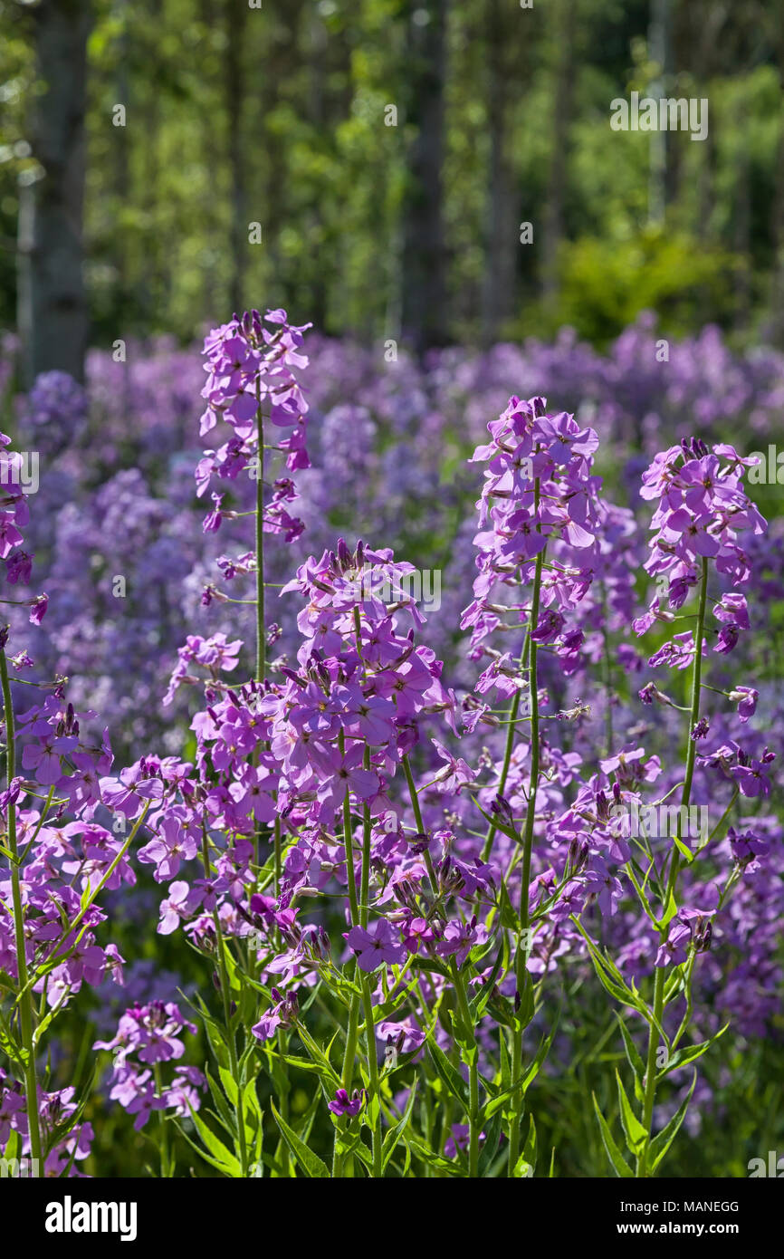 Grows in open areas spaces hi-res stock photography and images - Alamy