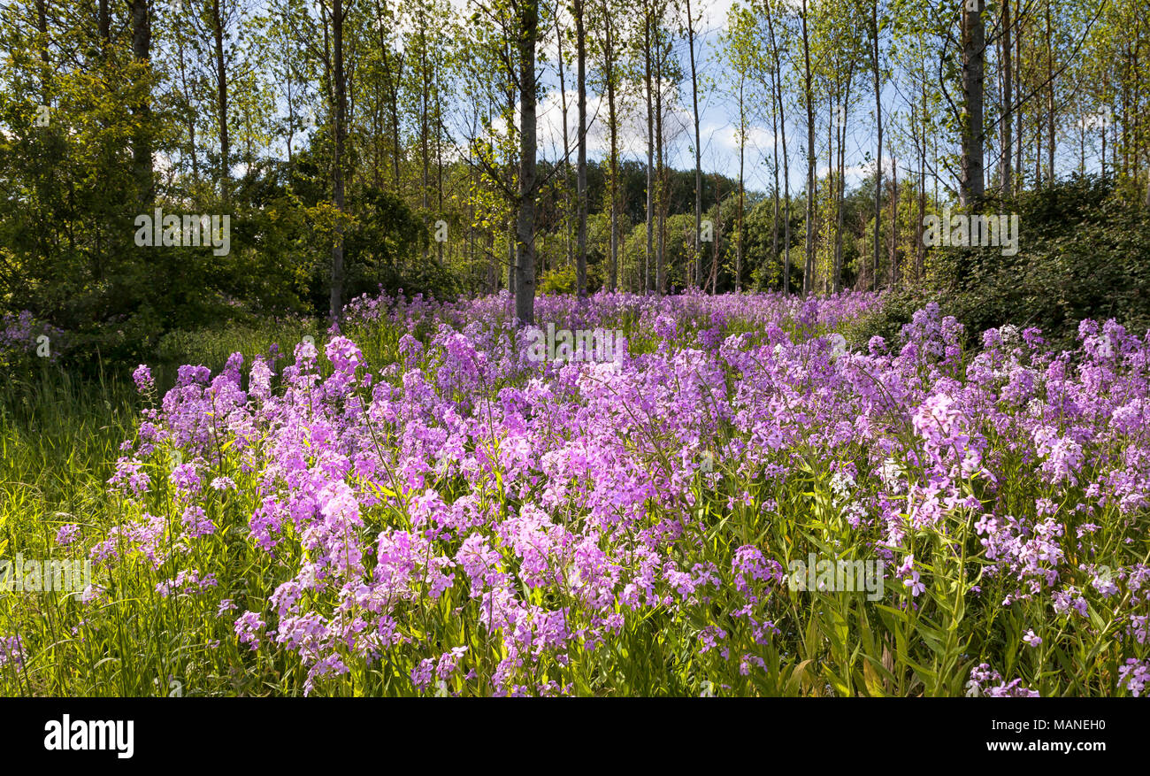 Wild Rocket flowers growing in the Norfolk countryside Stock Photo - Alamy
