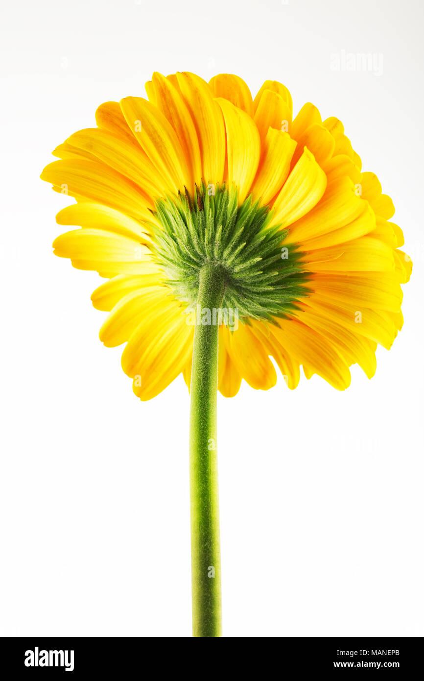 Hdr flower hi-res stock photography and images - Alamy