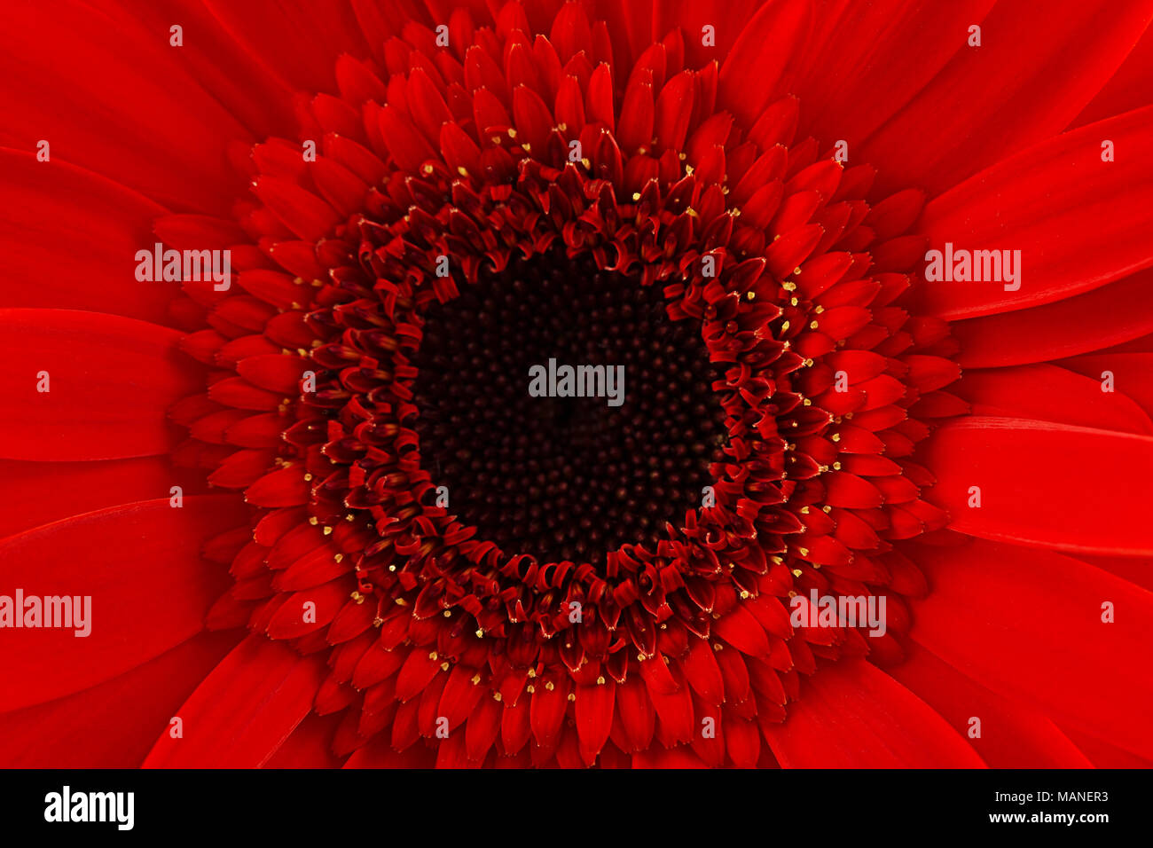 Red gerbera daisy flower closeup Stock Photo - Alamy