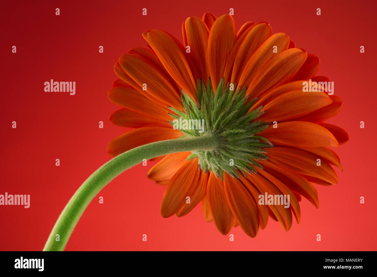 Back side of a gerbera daisy flower closeup Stock Photo - Alamy