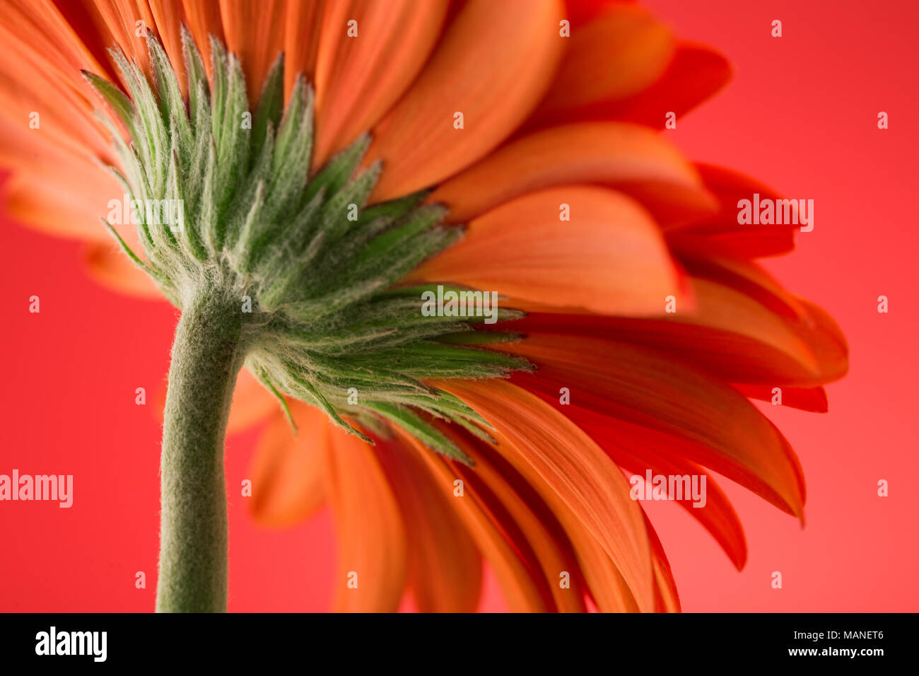 Back to life daisy hi-res stock photography and images - Alamy