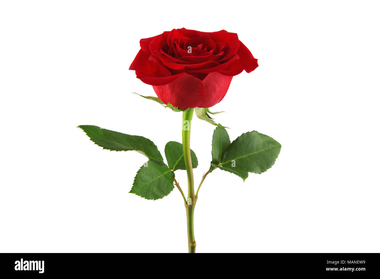 Red rose flower isolated on white background Stock Photo - Alamy