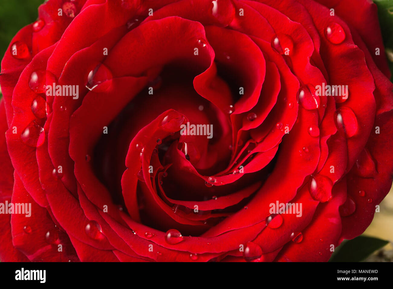 Beautiful red rose flower with water drops as a background Stock Photo ...