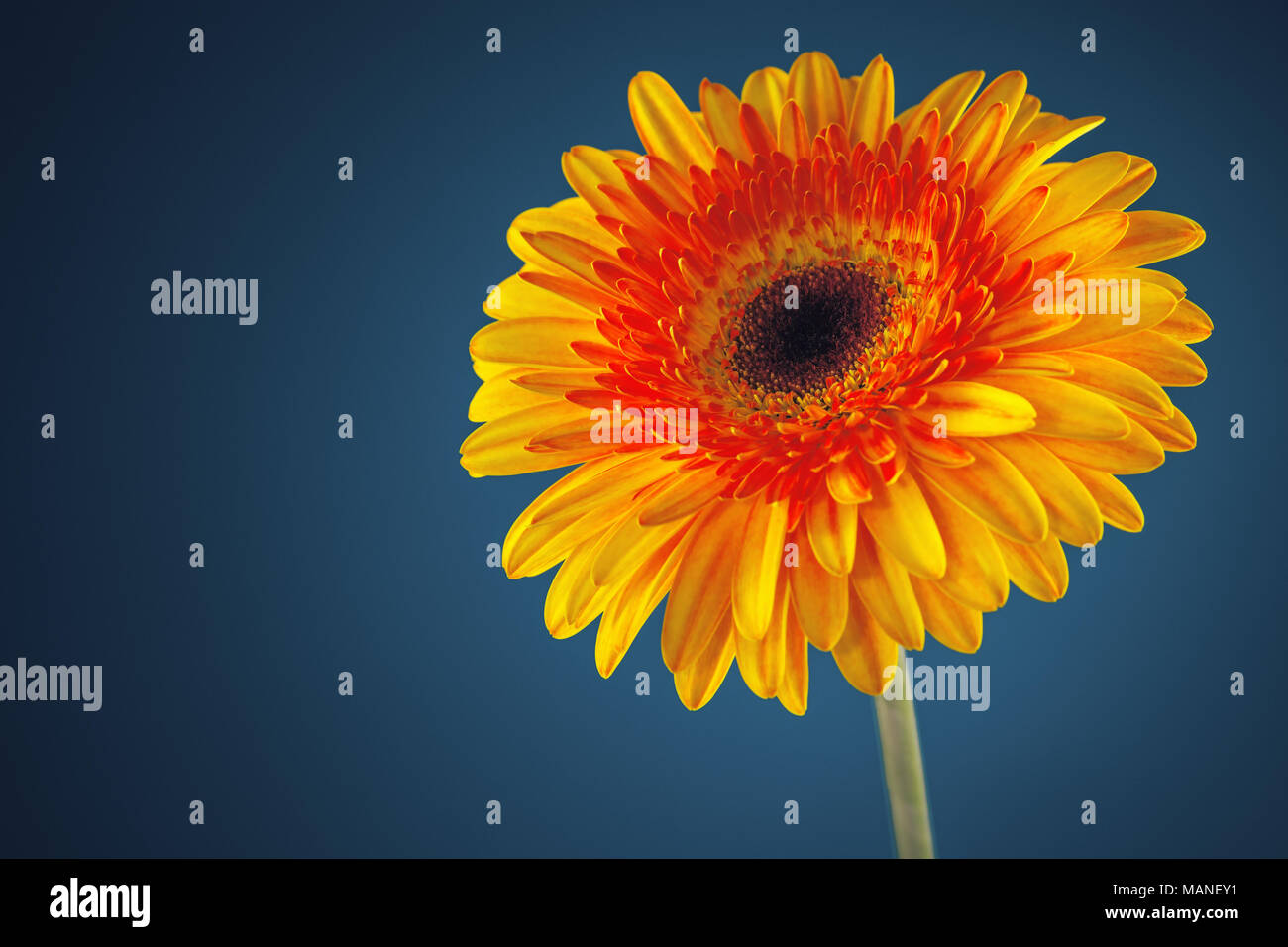 Gerbera daisy flower on blue background Stock Photo - Alamy