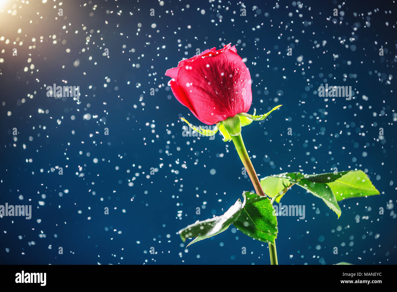 Red rose with snow hi-res stock photography and images - Alamy
