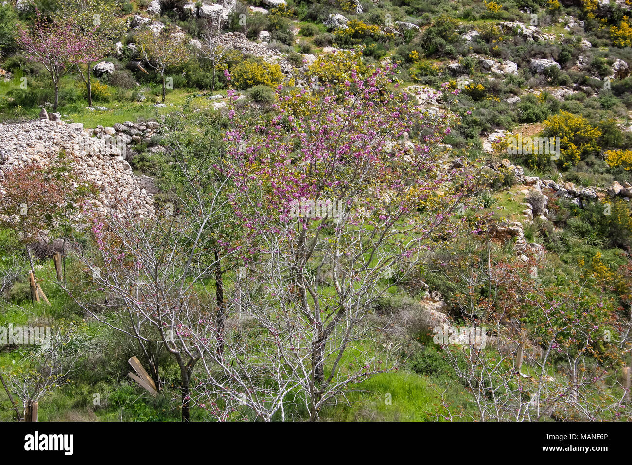 Nature and landscape around Jerusalem in Israel Landscape and nature at ...