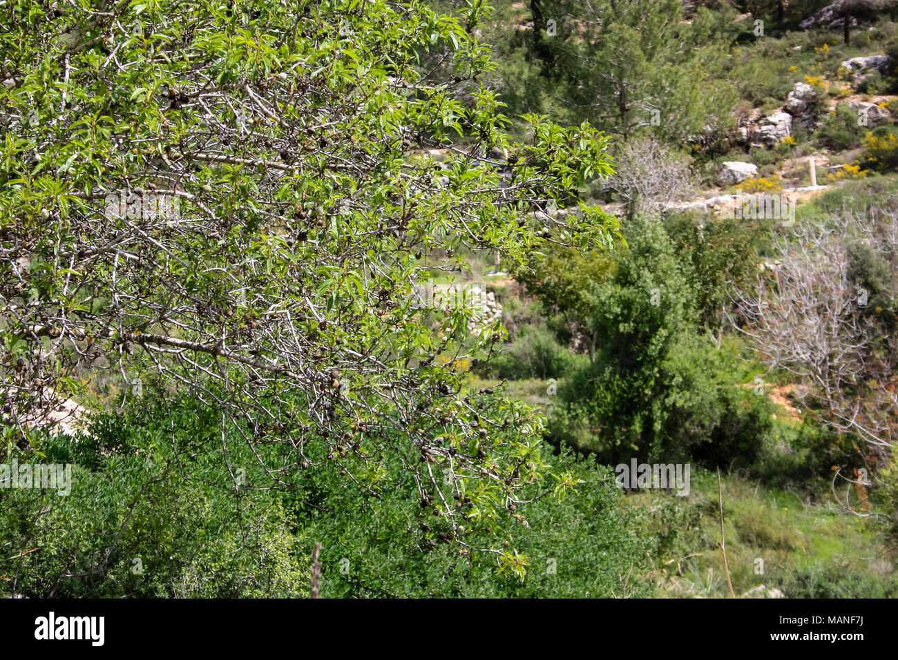 Nature and landscape around Jerusalem in Israel Landscape and nature at ...