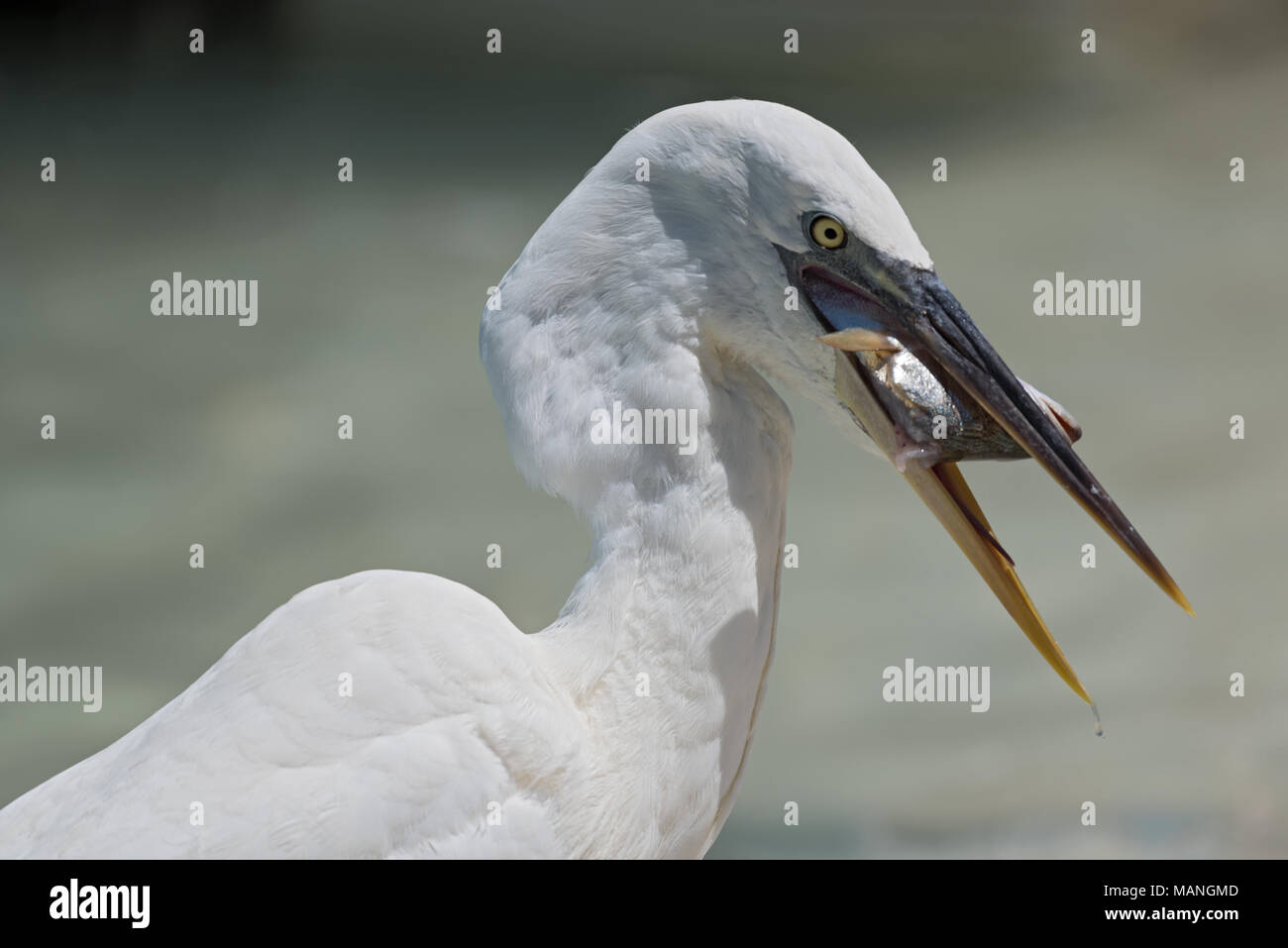 Fish eating egret hi-res stock photography and images - Alamy