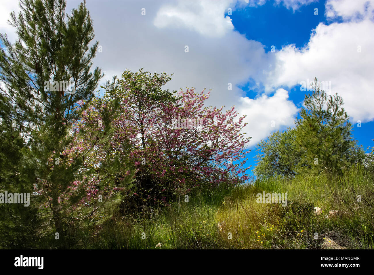 Nature and landscape around Jerusalem in Israel Landscape and nature at ...