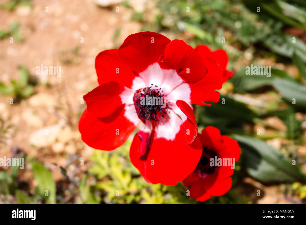 Nature and landscape around Jerusalem in Israel Landscape and nature at ...