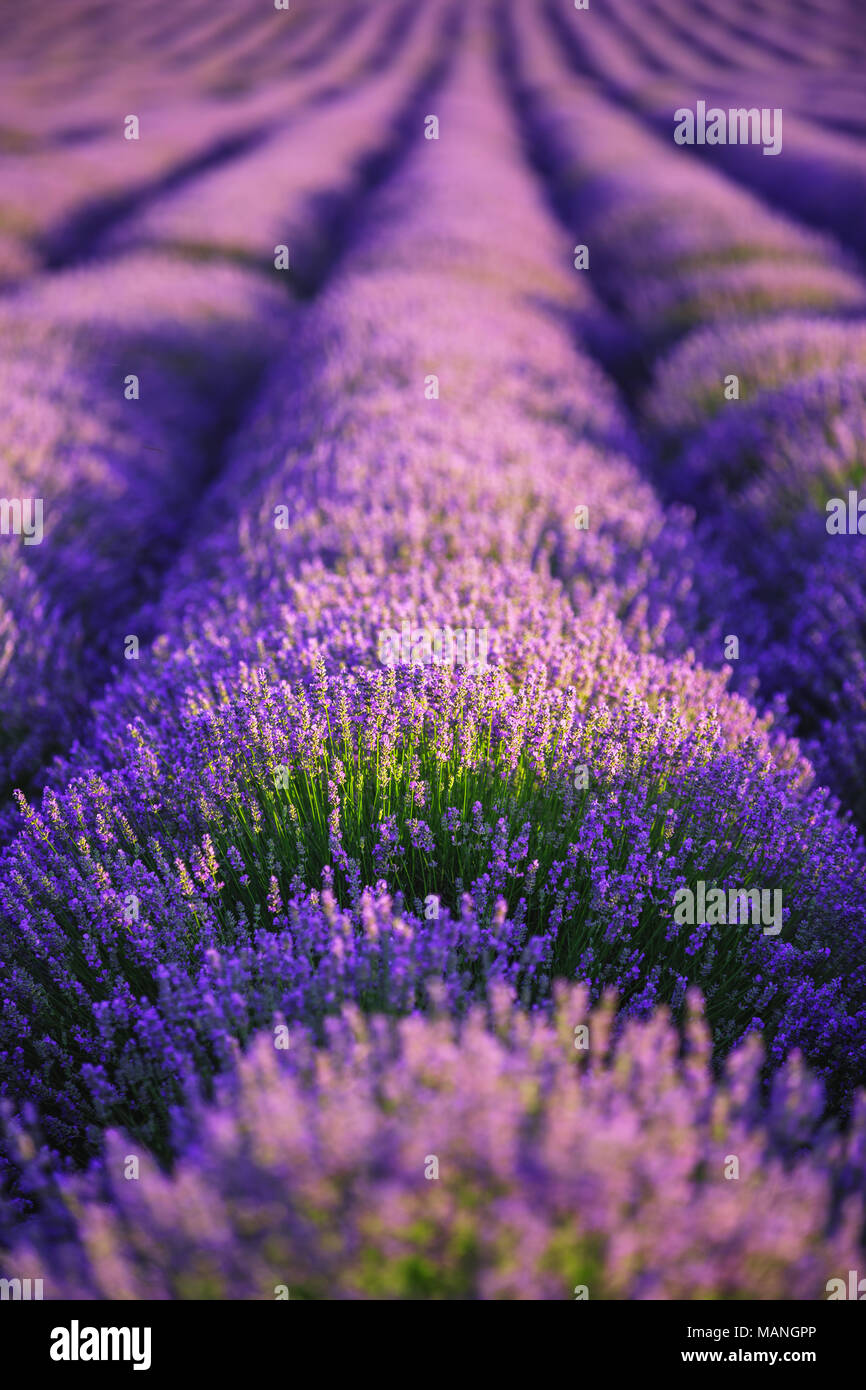 Lavender fields in rows aerial hi-res stock photography and images - Alamy