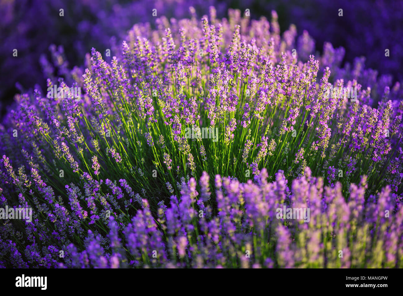 Lavender landscape hi-res stock photography and images - Alamy