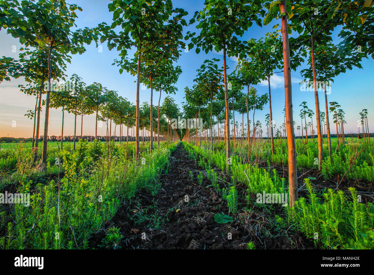 Trees and little green forest Stock Photo - Alamy
