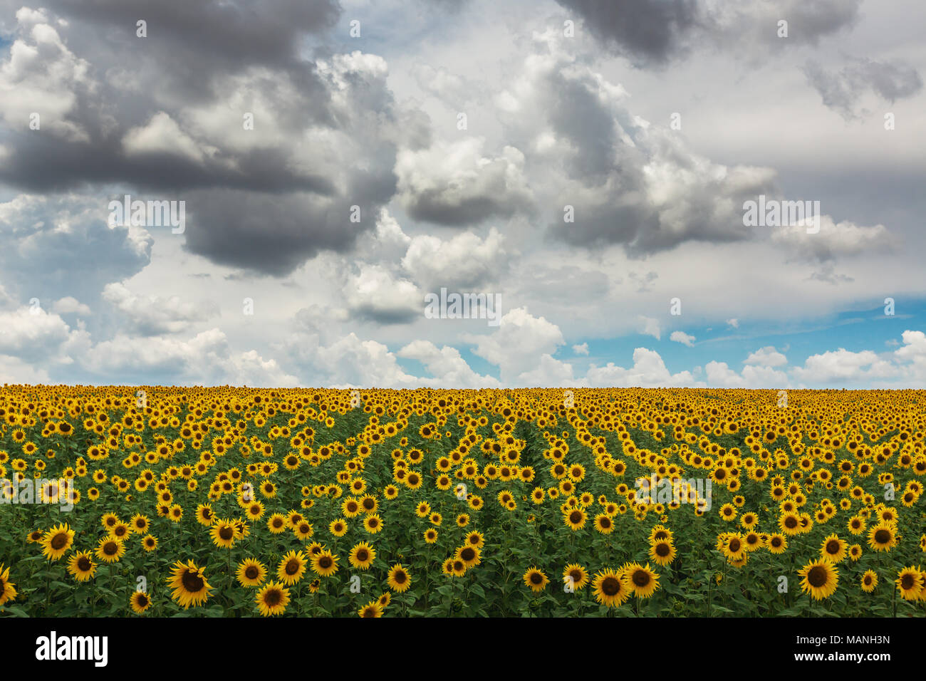 Field of blooming sunflowers and cloudscape Stock Photo - Alamy
