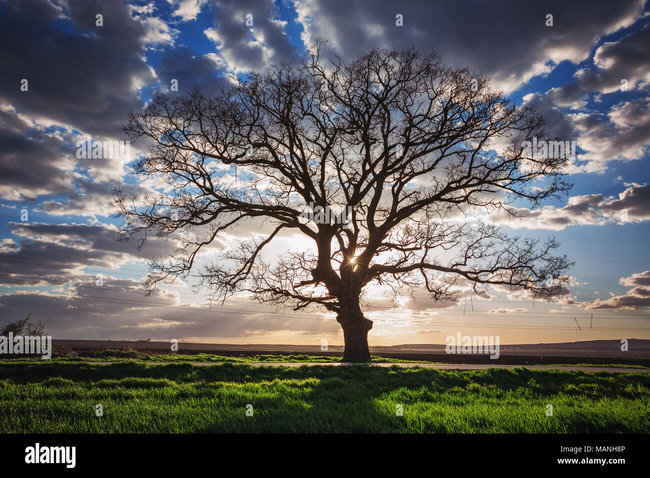 Big Tree Sunset Beautiful Sunset Stock Photos & Big Tree Sunset ...