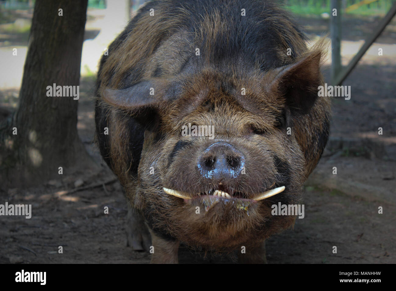 Ugliest Pig In The World