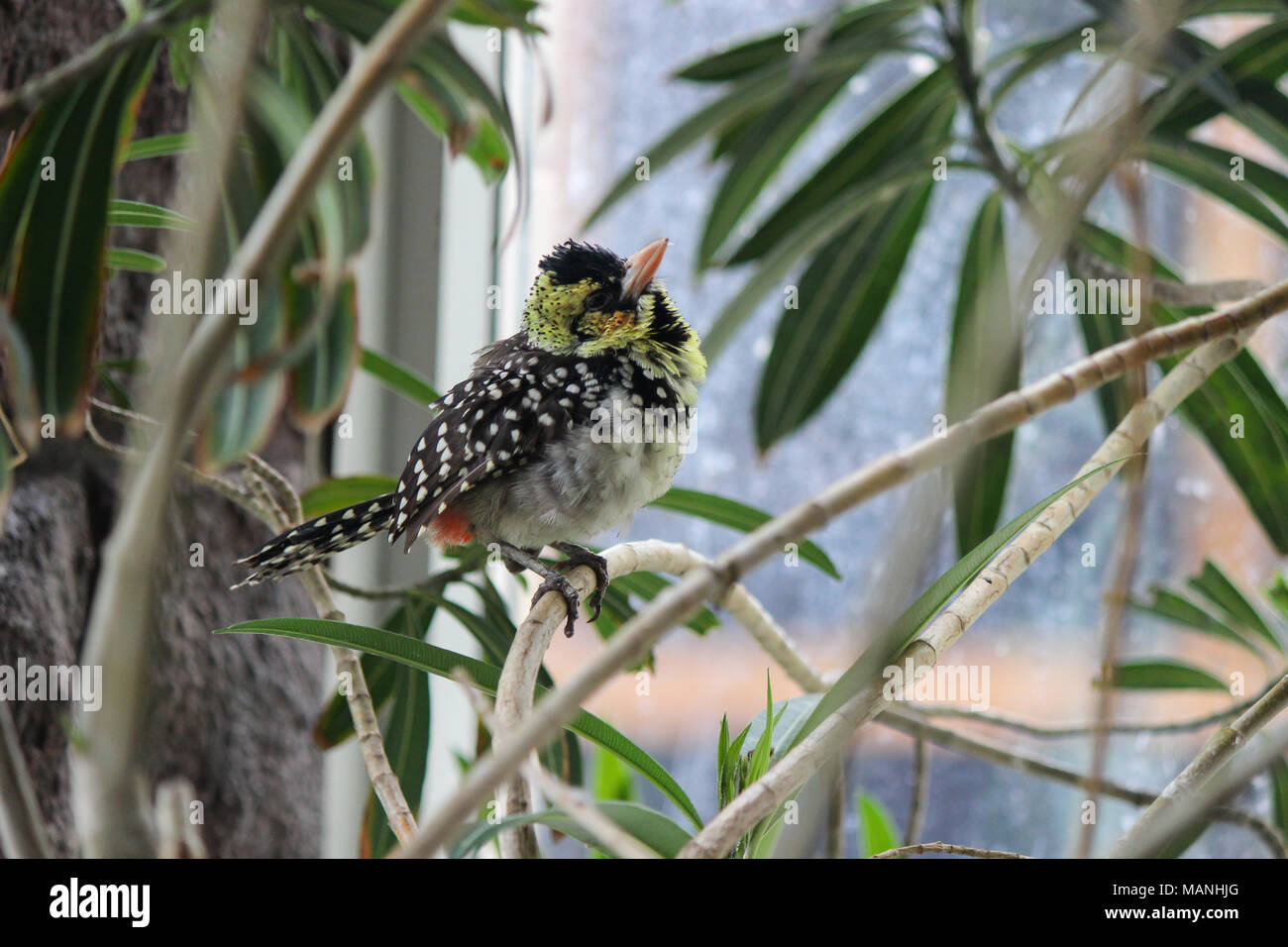 Fledgling bird hi-res stock photography and images - Alamy