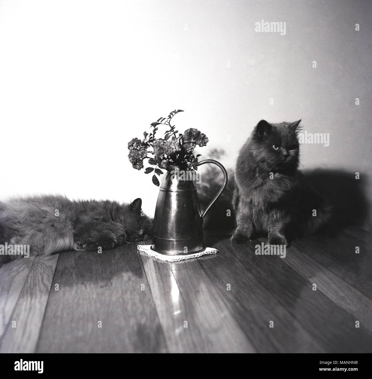 1950s, two furry domestic cats indoors by a vase of dried flowers Stock ...