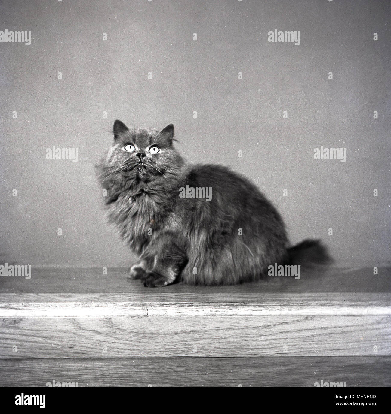 1950s, historical, portrait of a furry domestic cat Stock Photo - Alamy