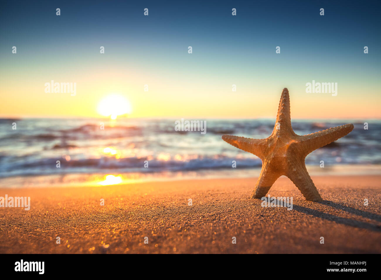 Sea star on sandy beach hi-res stock photography and images - Alamy