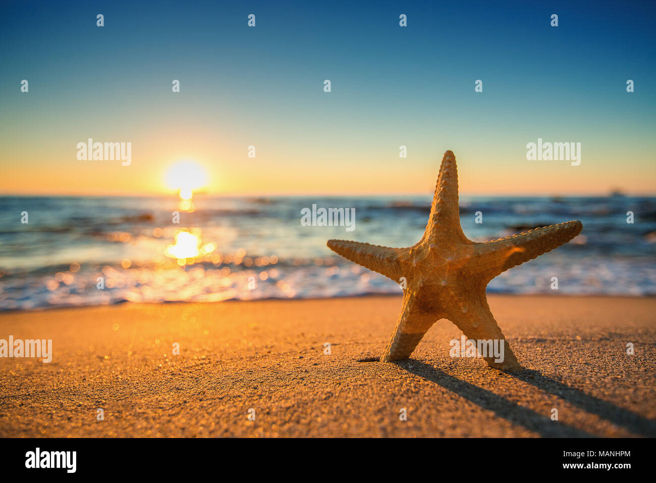 Sunrise sea shell hi-res stock photography and images - Alamy