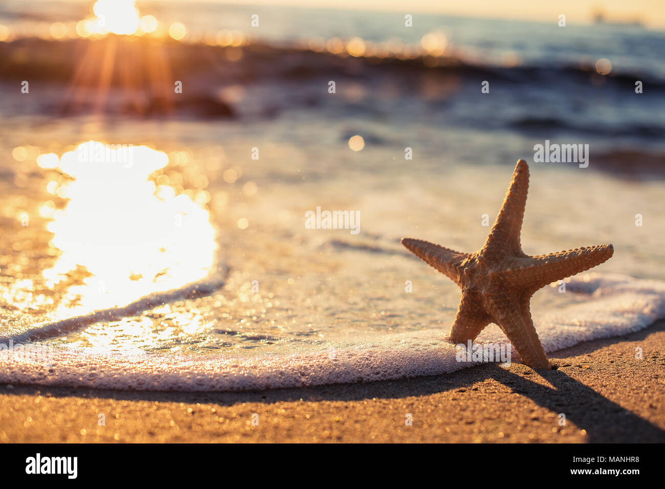 Starfish on sandy beach sunset hi-res stock photography and images - Alamy
