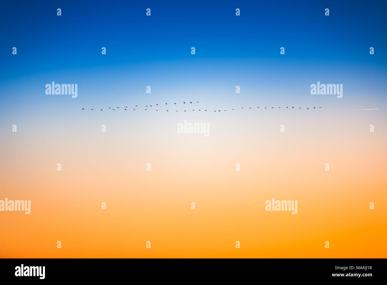 Liberty freedom of birds hi-res stock photography and images - Alamy