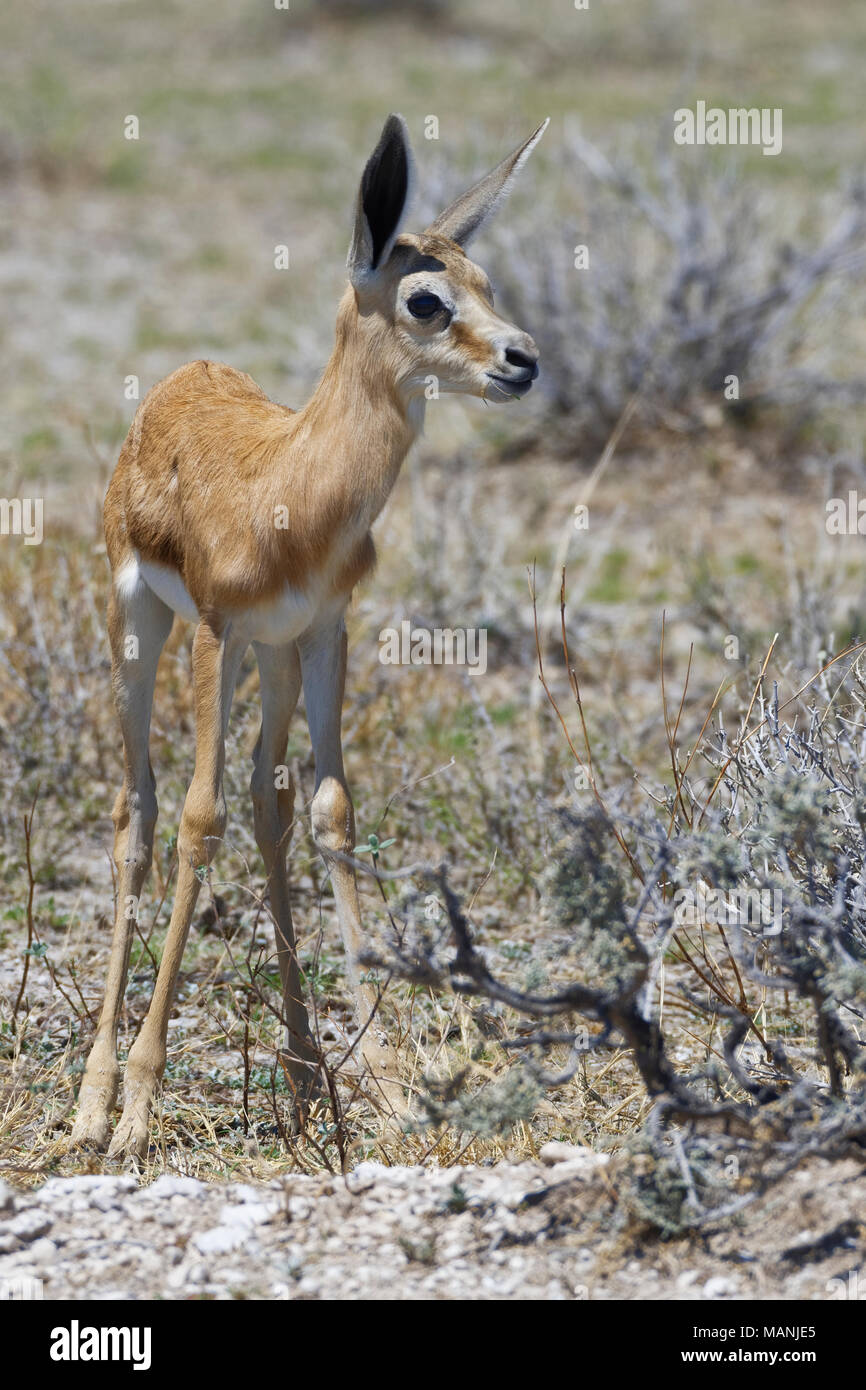 Springbok Baby High Resolution Stock Photography and Images - Alamy