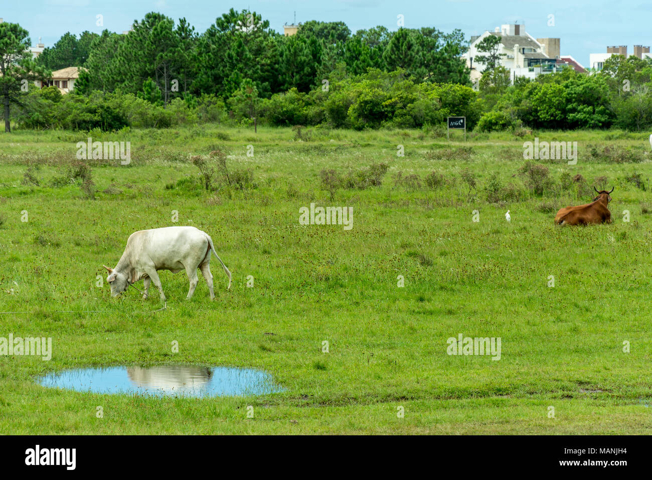 Campeche, Florianopolis, Brazil. Februry, 2018. White cow grazing and ...