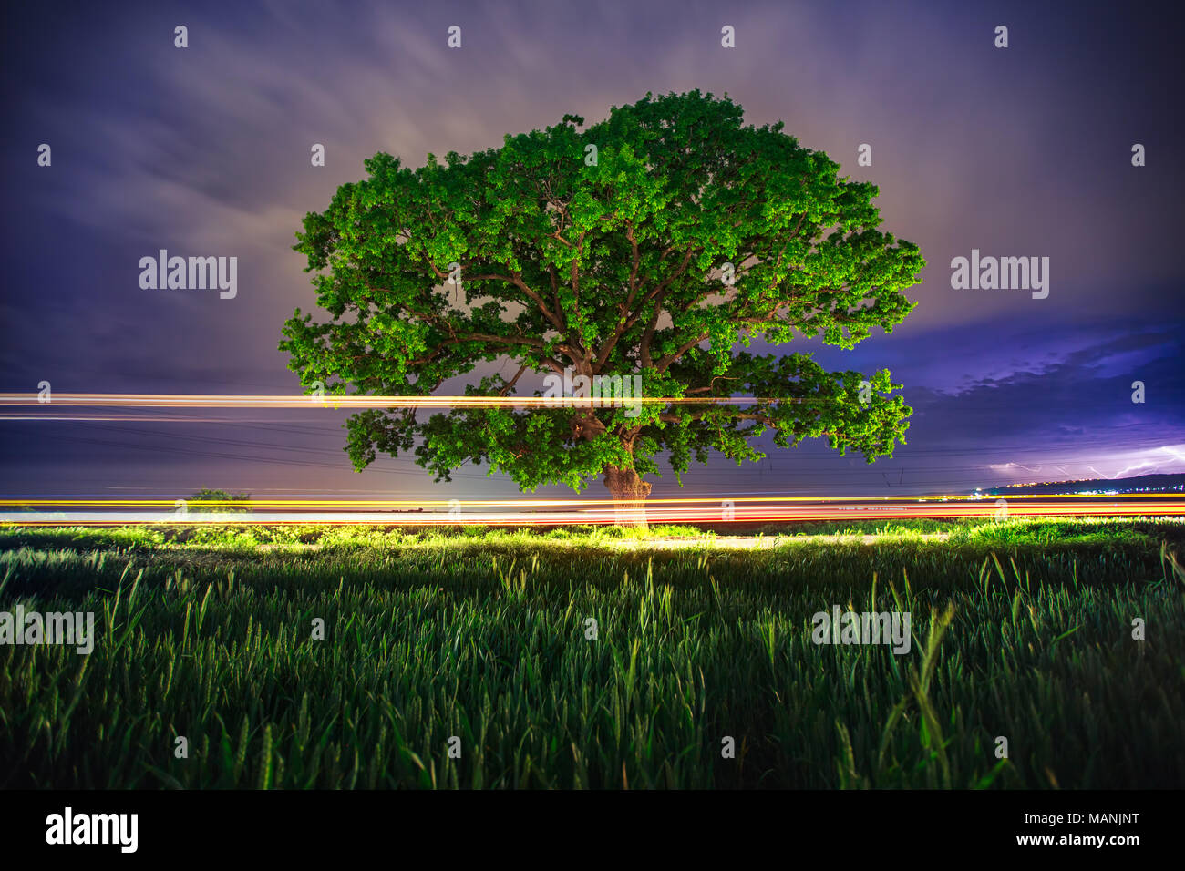 Big green tree and storm at night Stock Photo - Alamy