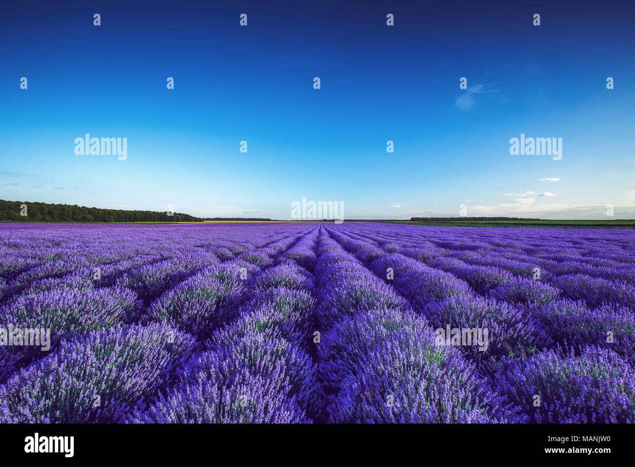 Lavender sunset hi-res stock photography and images - Alamy