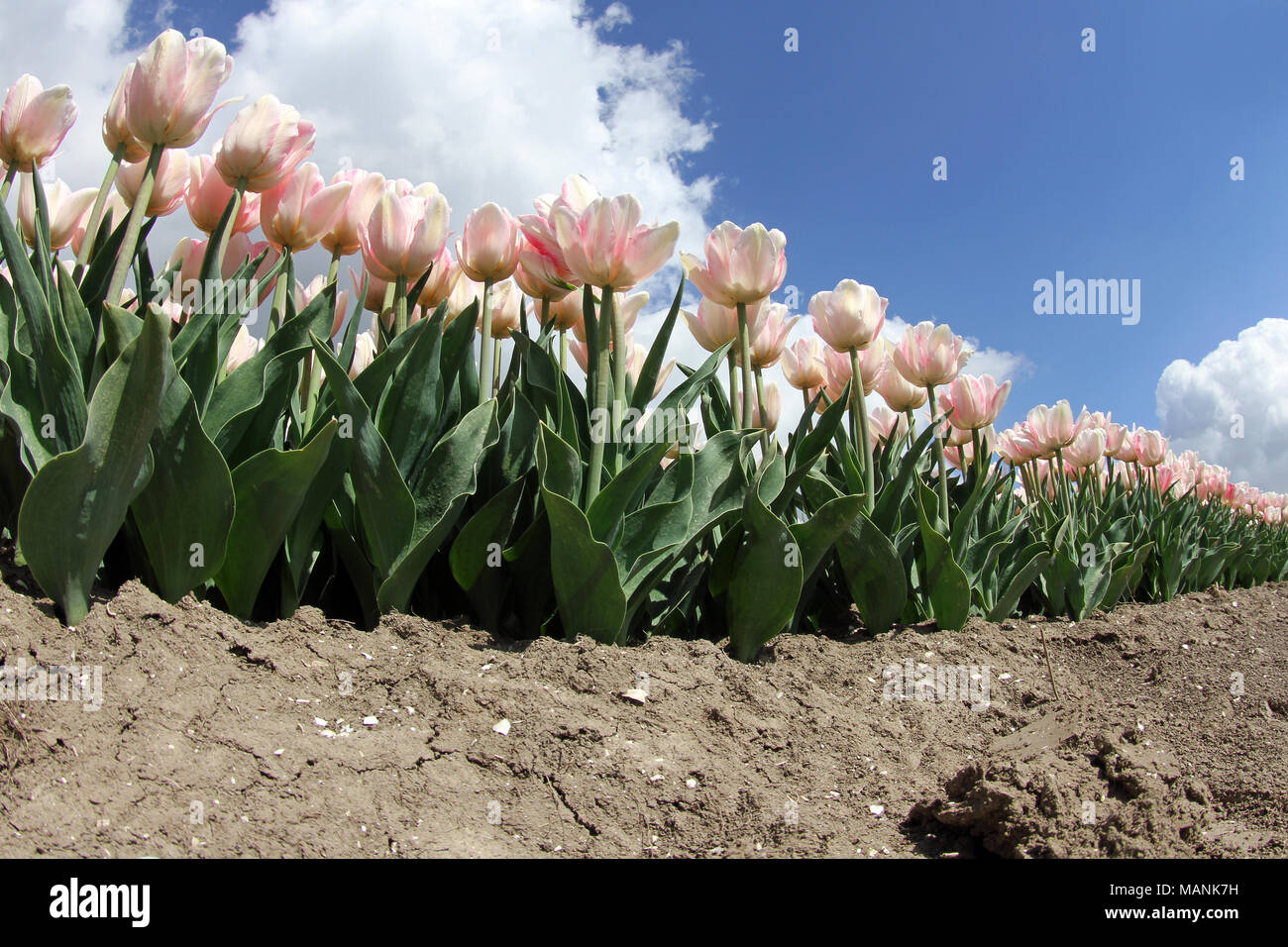 Dutch landscape, tulips fiels in springtime Holland Stock Photo - Alamy