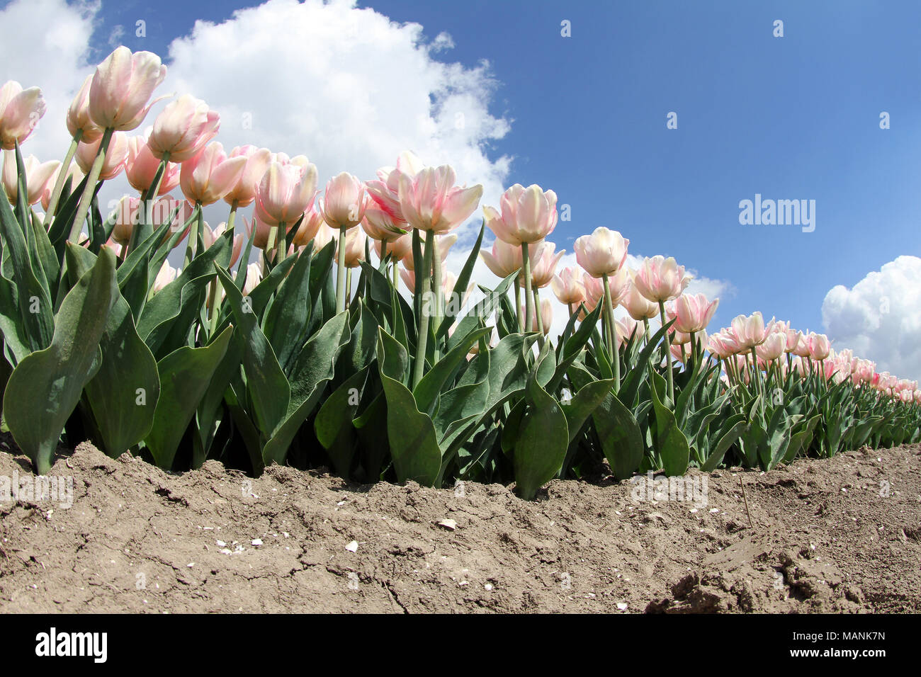 Dutch landscape, tulips fiels in springtime Holland Stock Photo - Alamy
