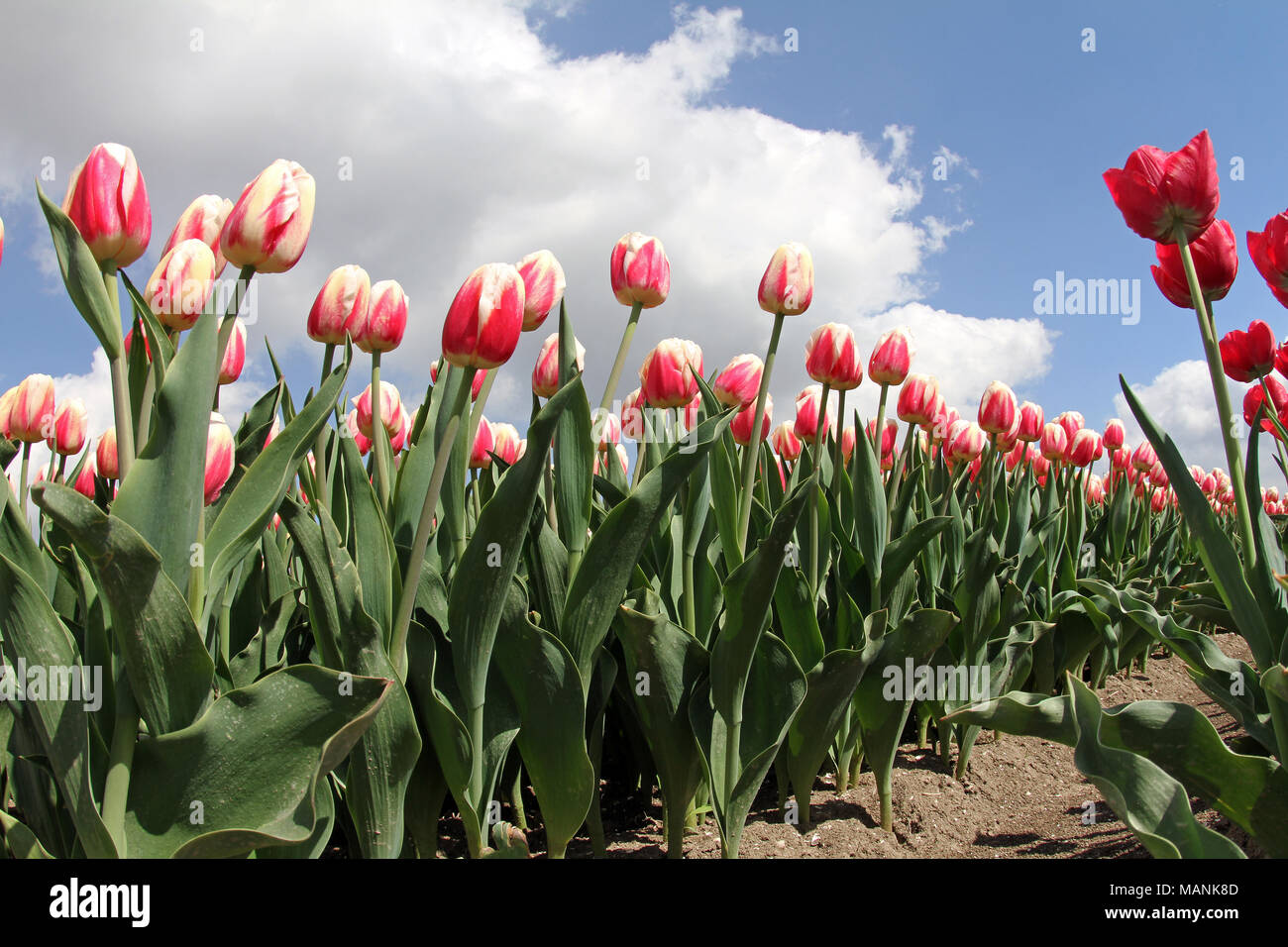 Dutch landscape, tulips fiels in springtime Holland Stock Photo - Alamy
