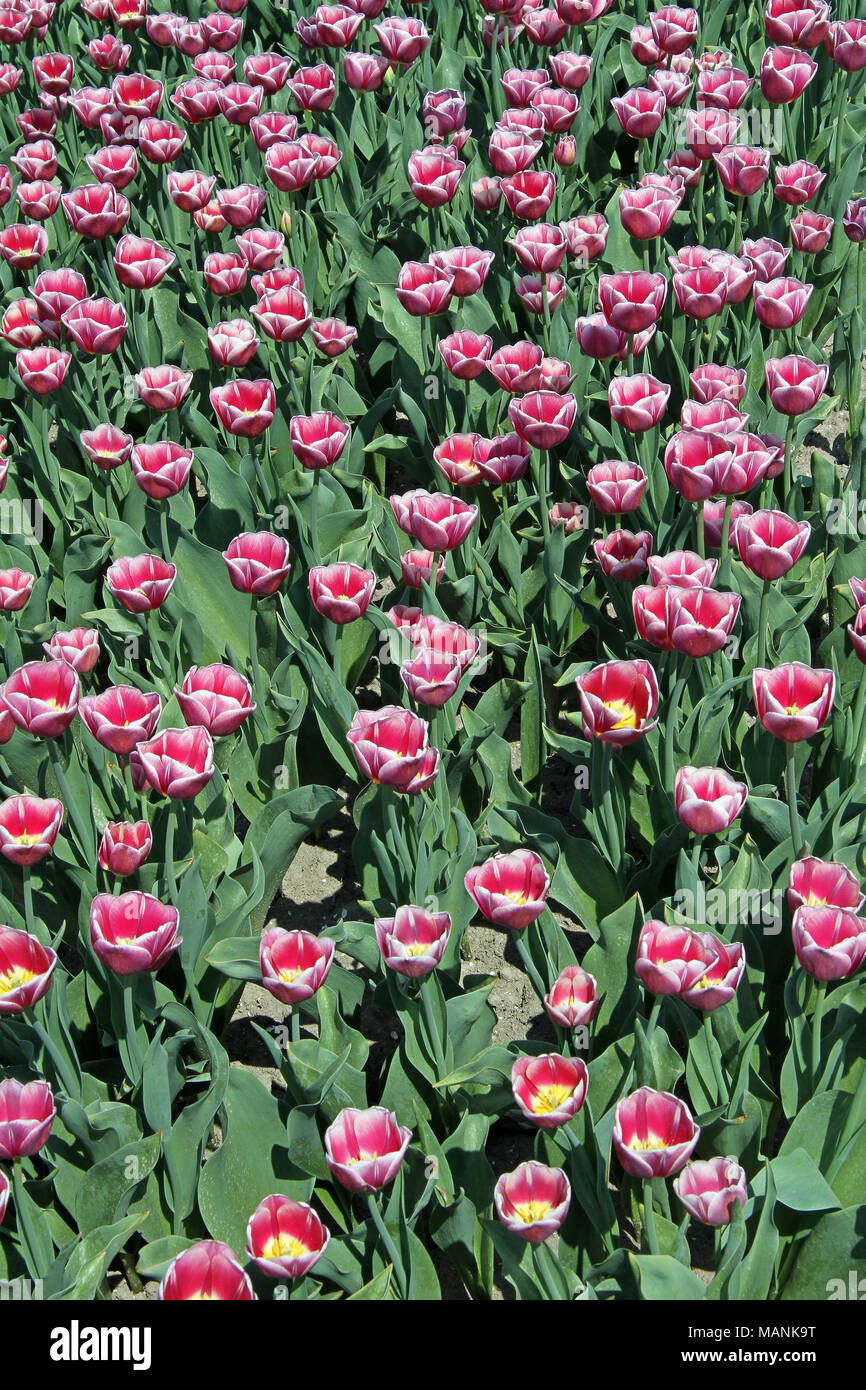 Dutch landscape, tulips fiels in springtime Holland Stock Photo - Alamy