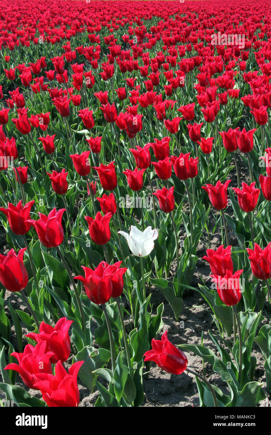 Dutch landscape, tulips fiels in springtime Holland Stock Photo - Alamy