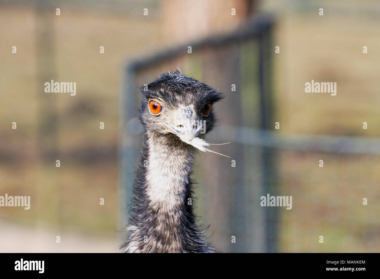 Beautiful emu hi-res stock photography and images - Alamy