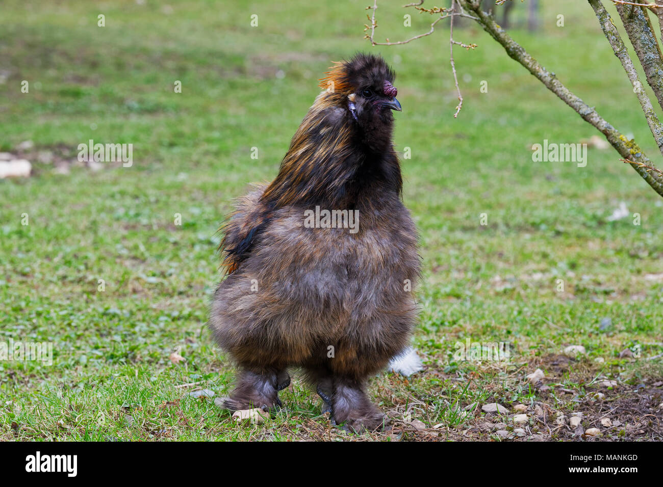 Chinese silky bantam chicken with blurred green background Stock Photo ...