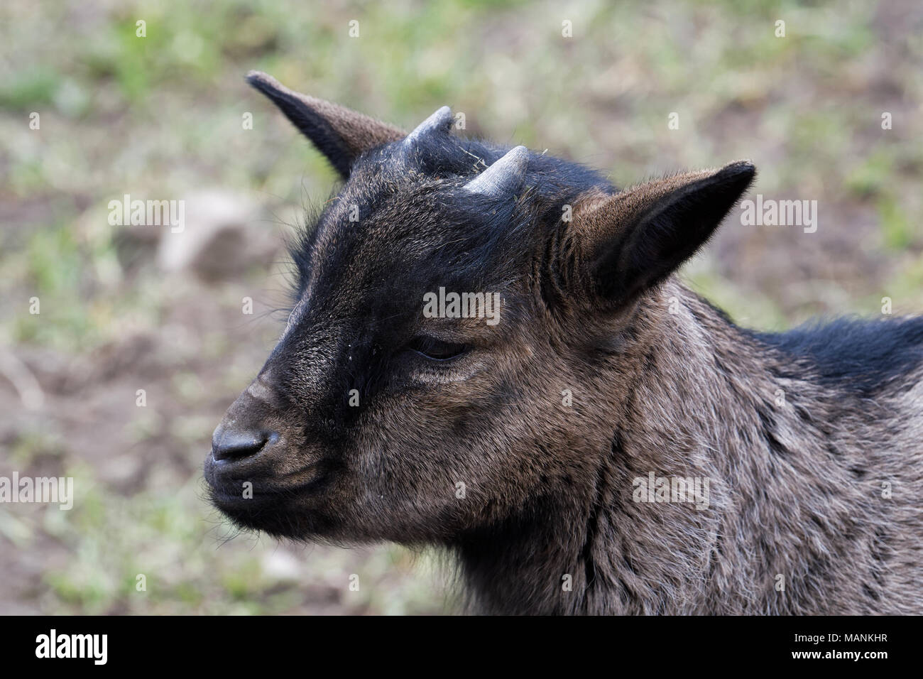 Goat in spring hi-res stock photography and images - Alamy