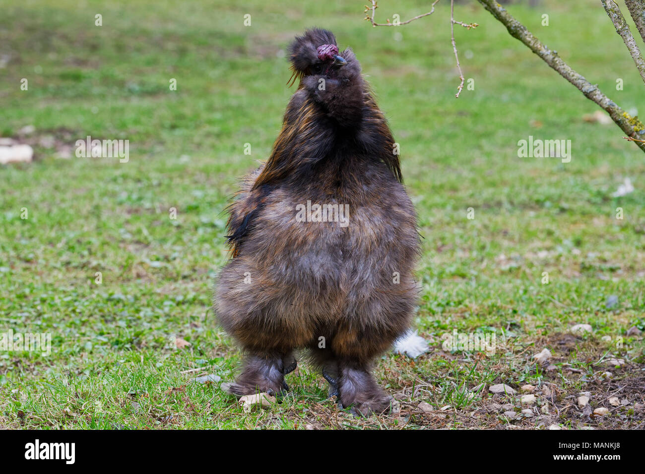 Chinese silky bantam chicken with blurred green background Stock Photo ...