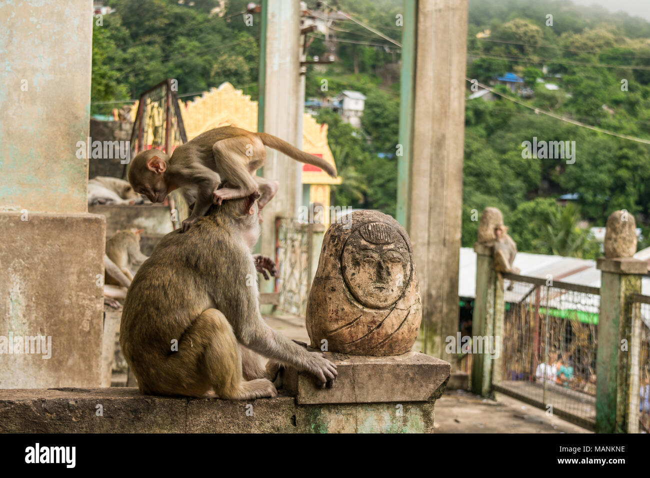 Monkey on mount popa hi-res stock photography and images - Alamy