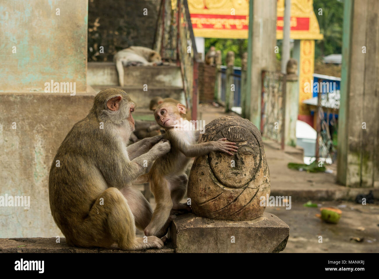 Mother and child macaque monkeys, with baby monkey looking at its ...