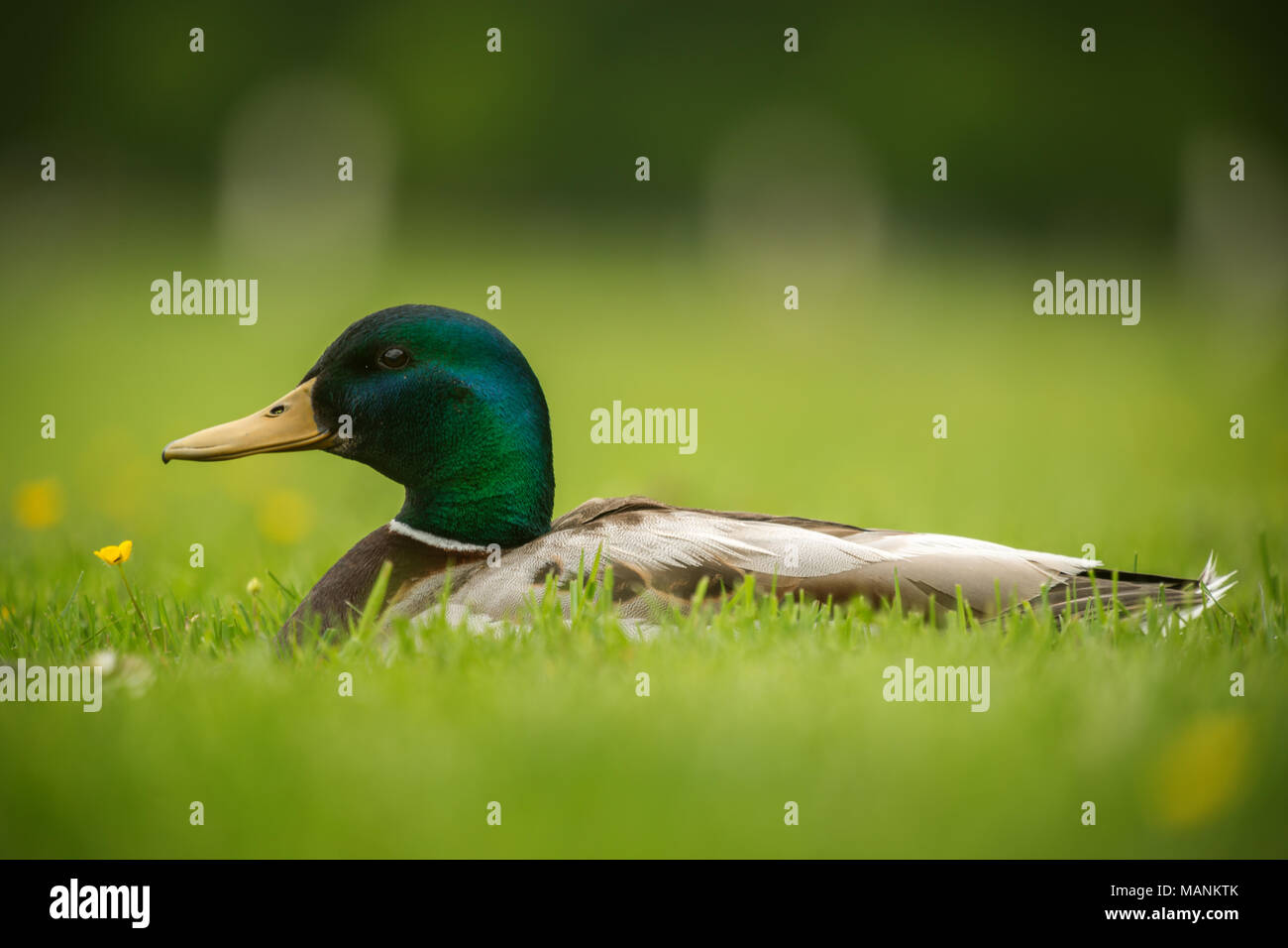 Duck with green background hi-res stock photography and images - Alamy